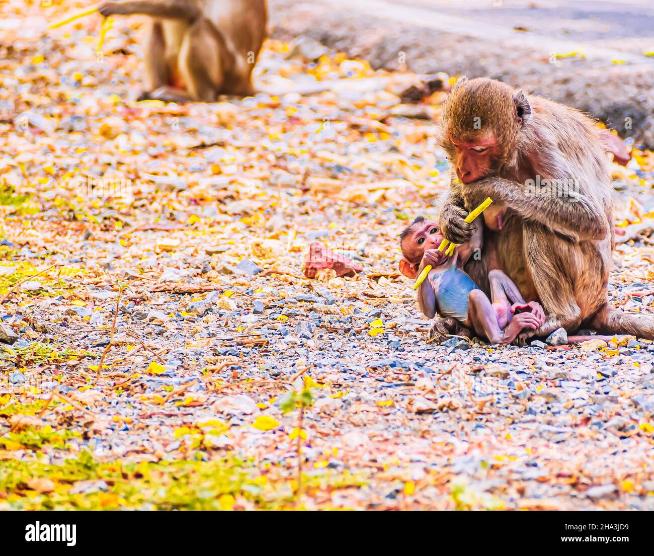 Monkey eating vegetable food on ground with baby in nature wildlife ...