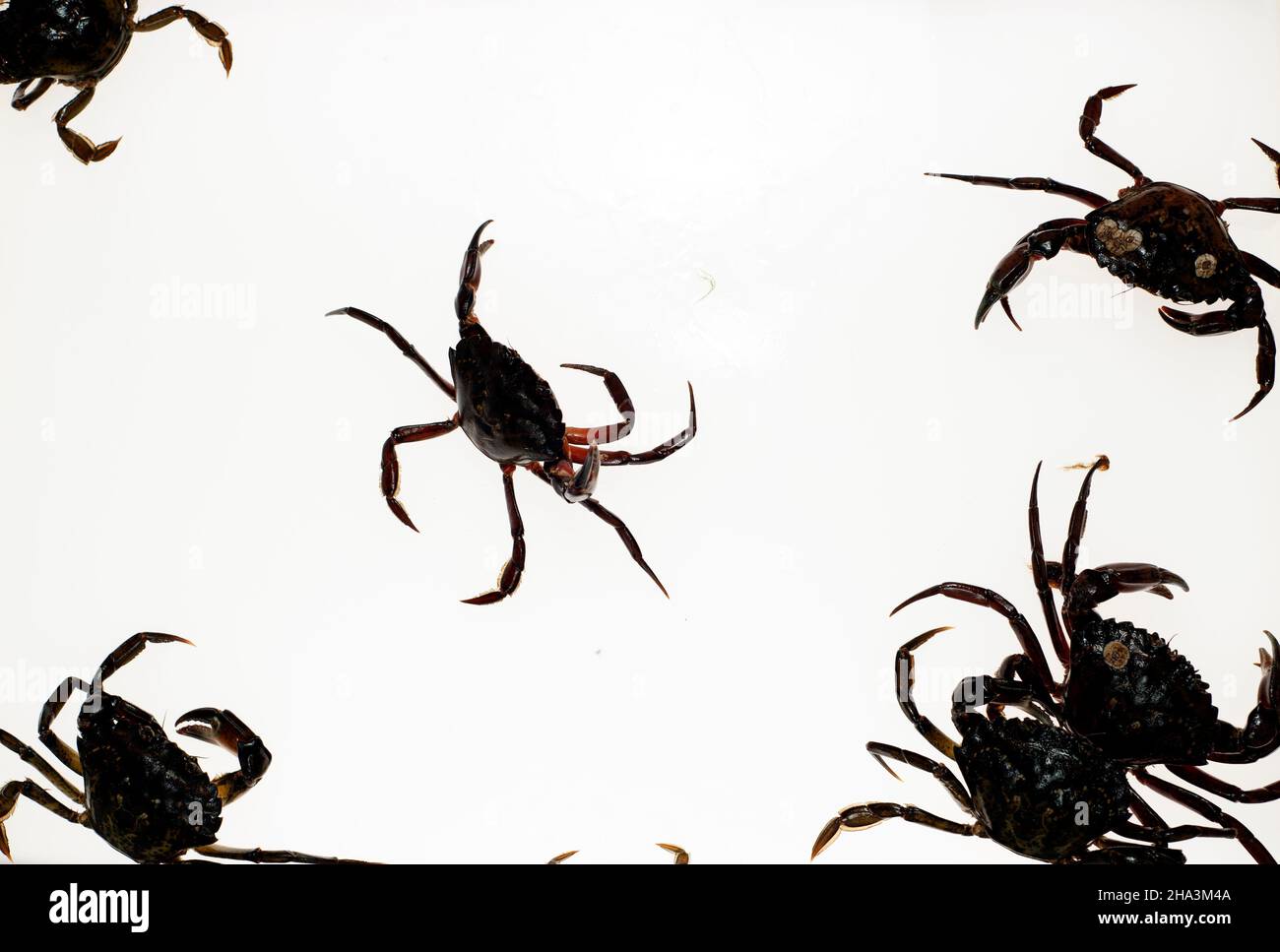 Nephropidae hi-res stock photography and images - Alamy