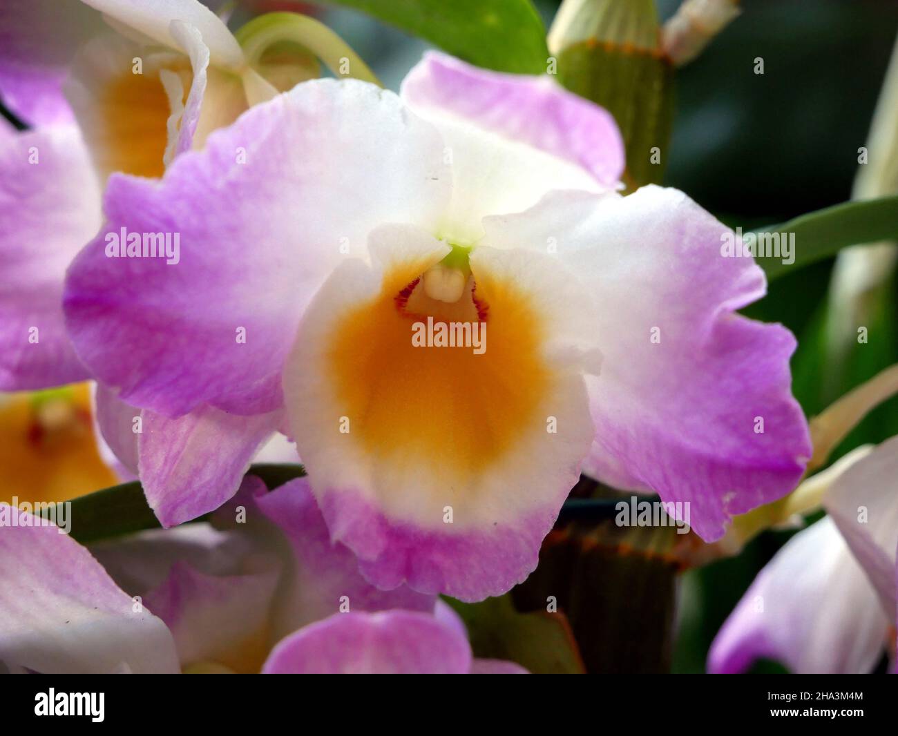 Phalaenopsis amabilis hi-res stock photography and images - Alamy