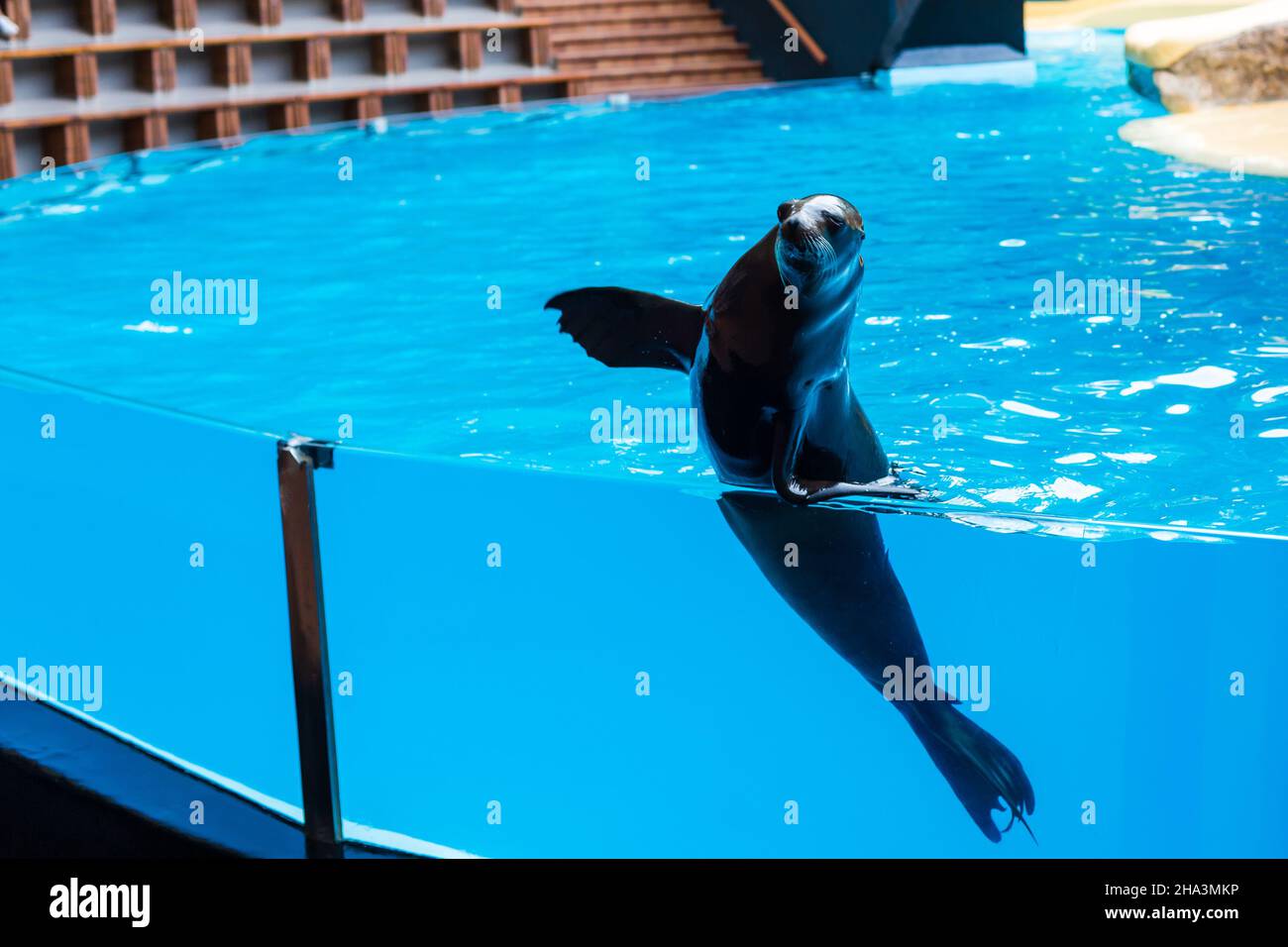 sea lion basking in the sun Stock Photo - Alamy
