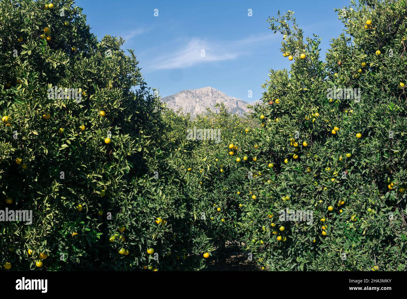 Citrus plantation hi-res stock photography and images - Alamy