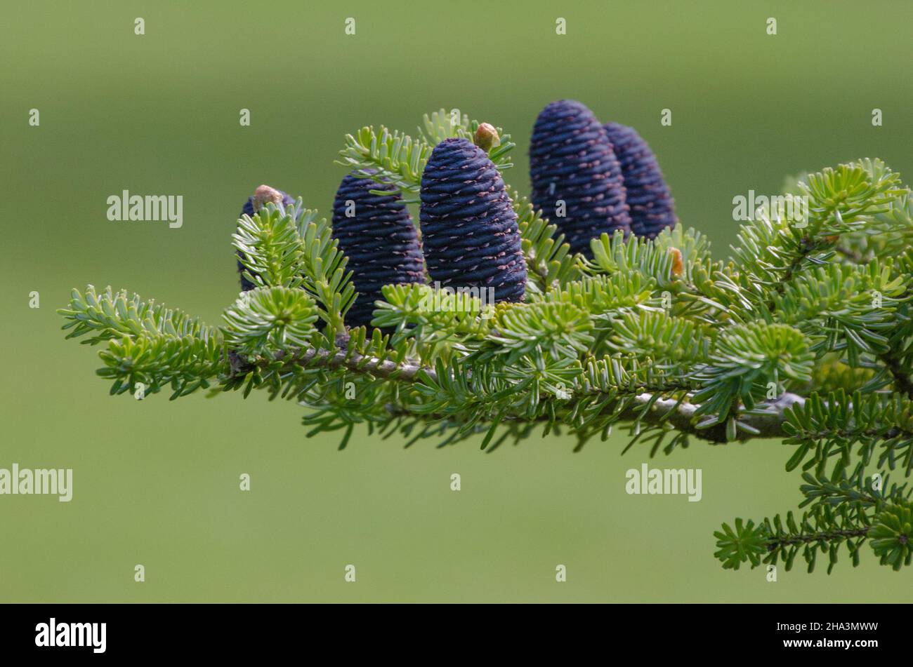The upright, blue cones of a Korean Fir set against a green background ...