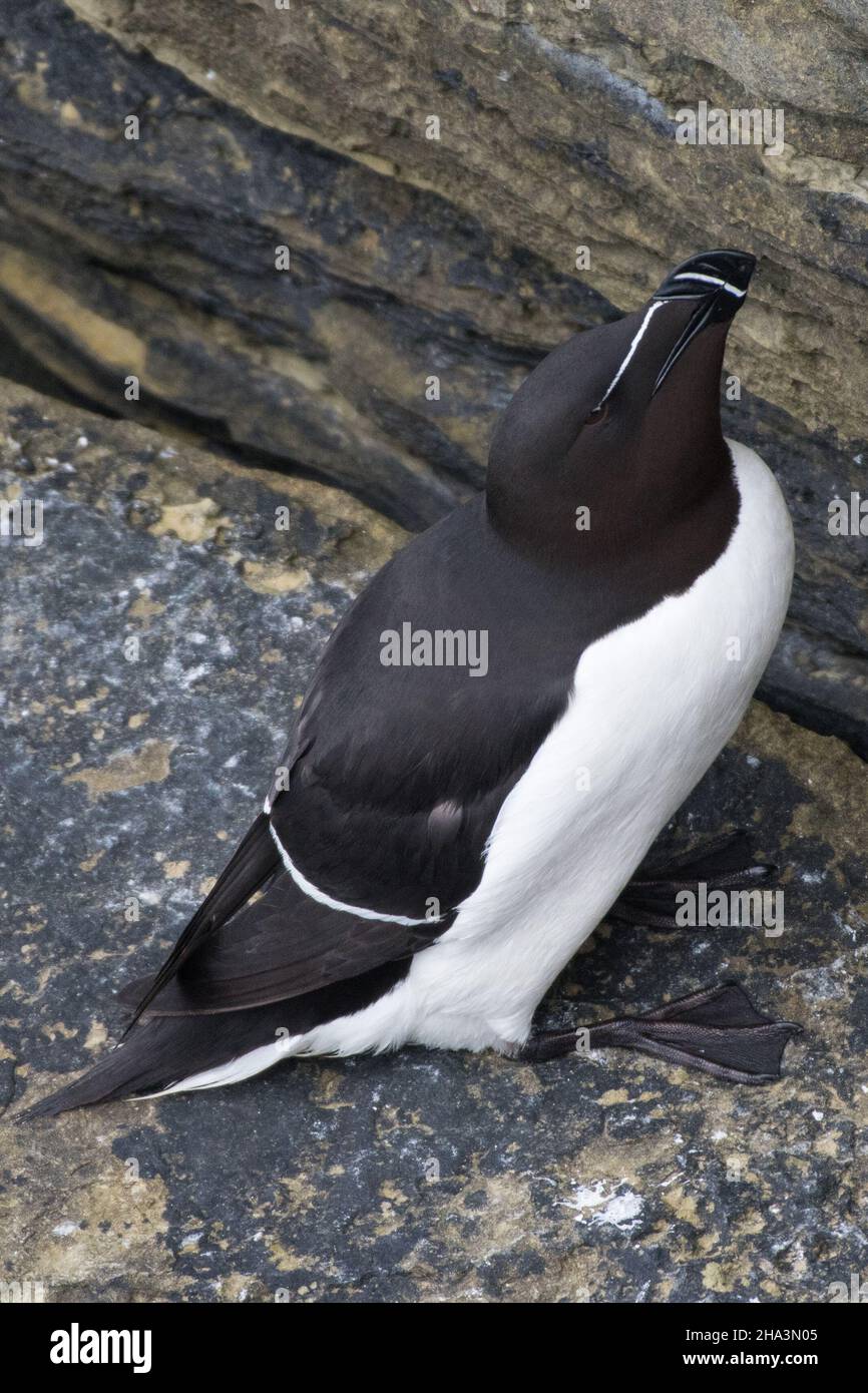 The black and white Lesser Auk resting on a cliff ledge during nesting ...