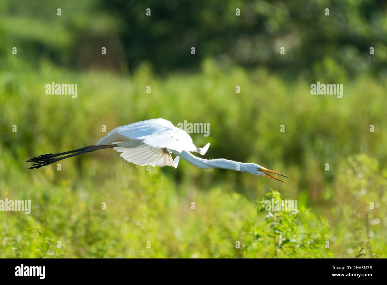 Great Egret, Ardea alba, flying through a field with its beak open in ...