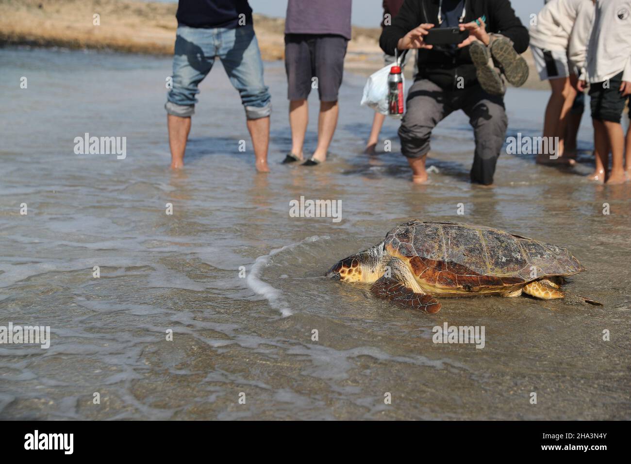 Haifa. 10th Dec, 2021. People watch and take photos as a sea turtle is ...