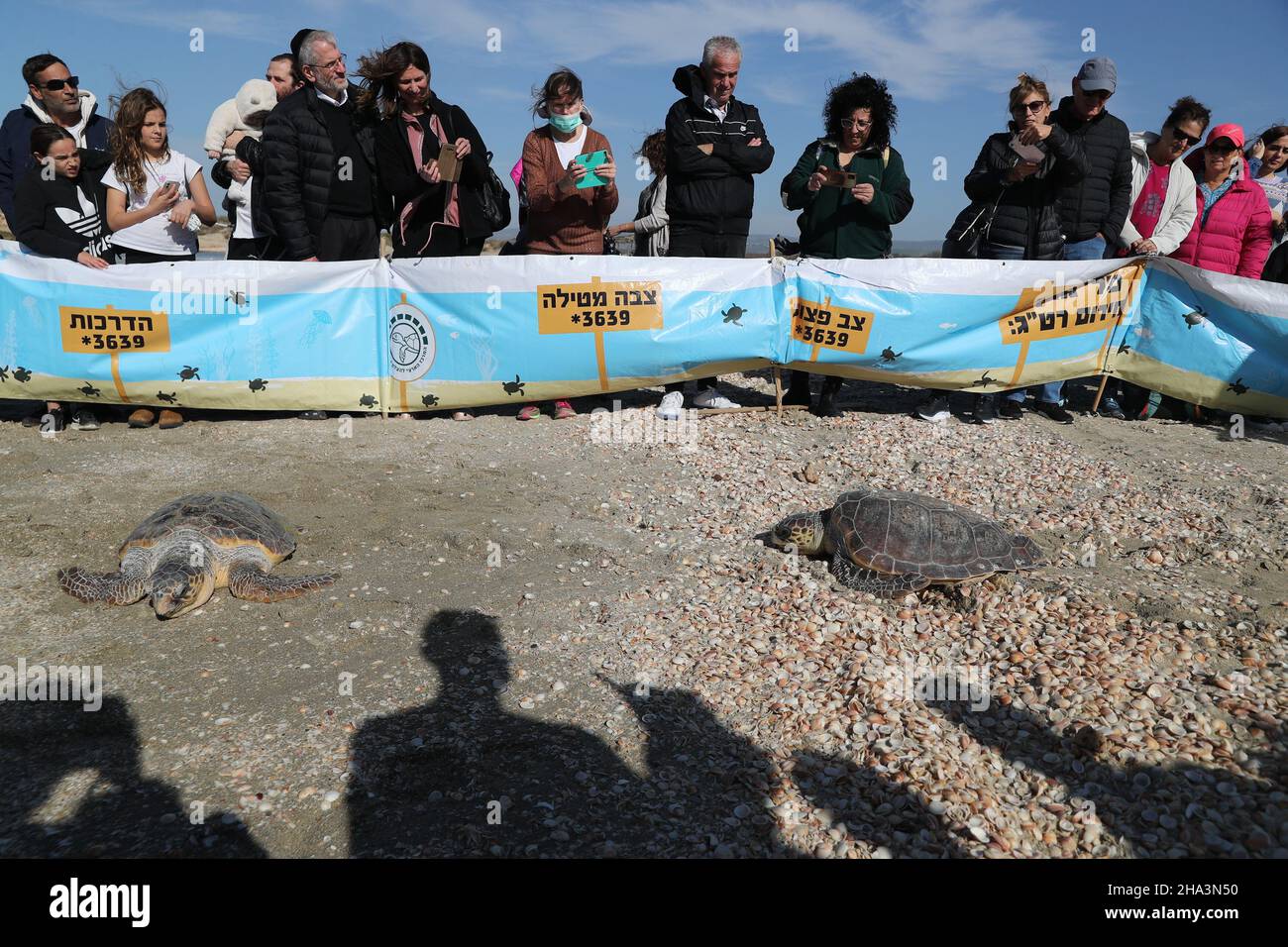 Haifa. 10th Dec, 2021. People watch and take photos as sea turtles are ...