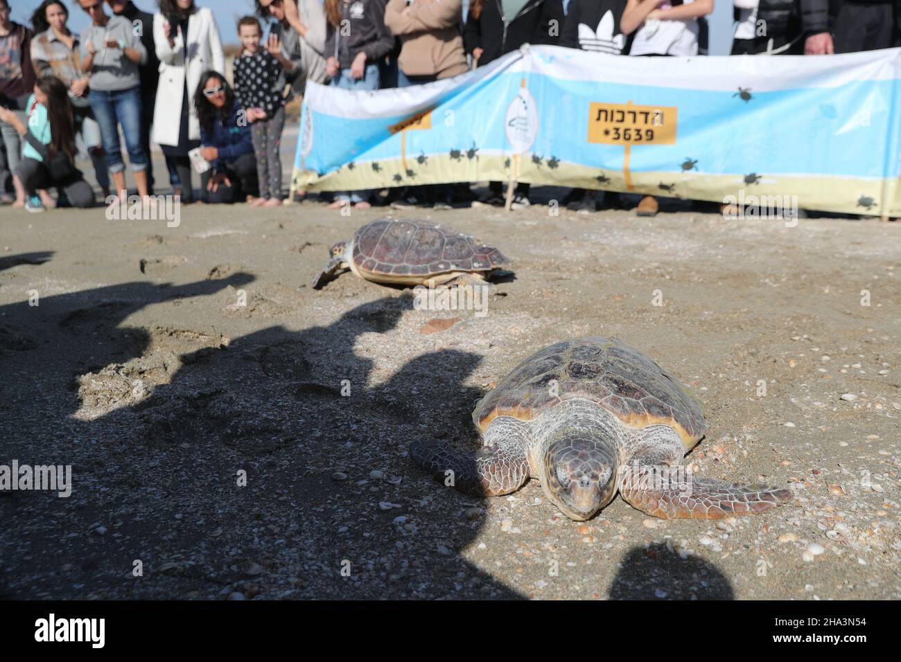 Haifa. 10th Dec, 2021. People watch and take photos as sea turtles are ...