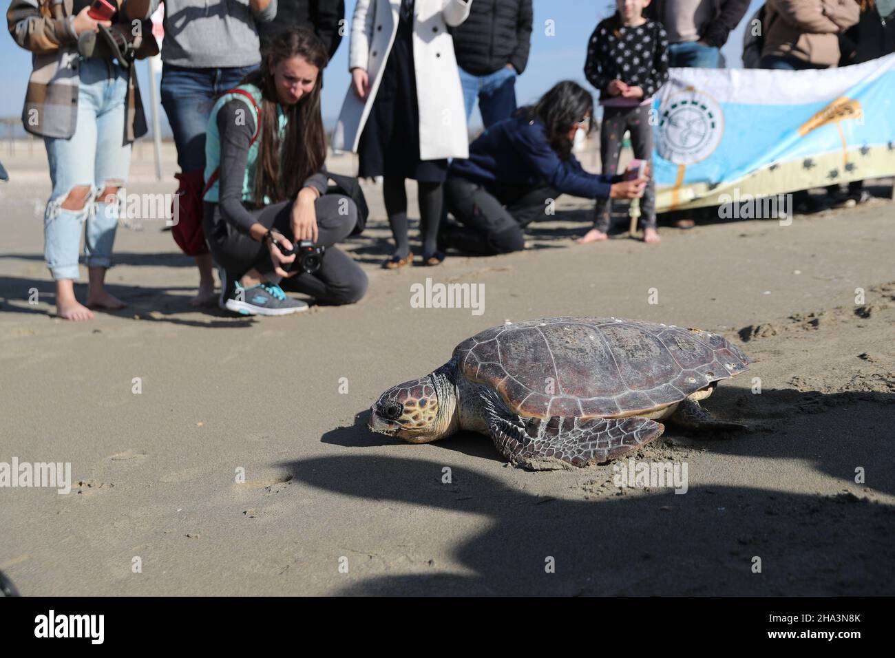 Haifa. 10th Dec, 2021. People watch and take photos as a sea turtle is ...