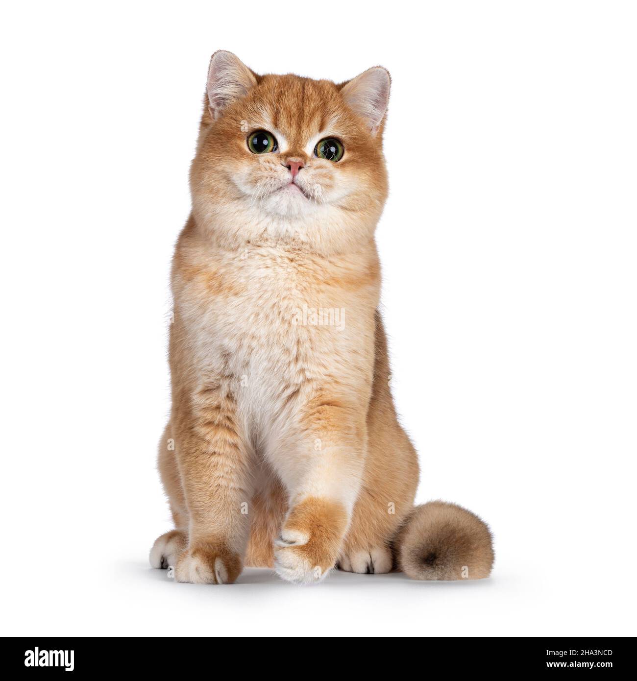 Cute golden shaded British Shorthair cat kitten, sitting up facing ...