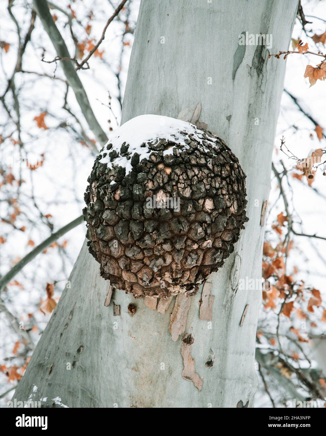 Vertical shot of canker, bulge on a tree trunk in a forest Stock Photo ...