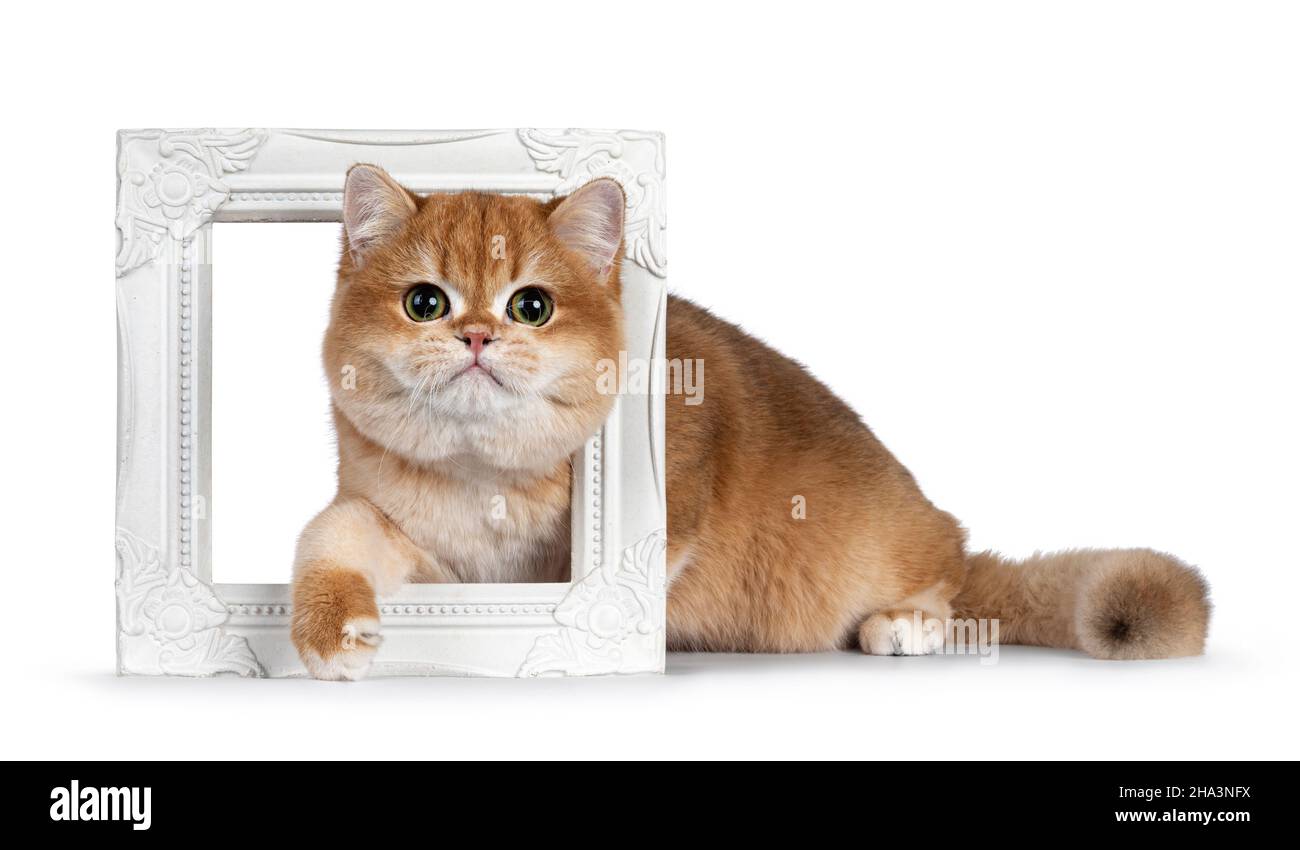 Cute golden shaded British Shorthair cat kitten, sitting through white ...
