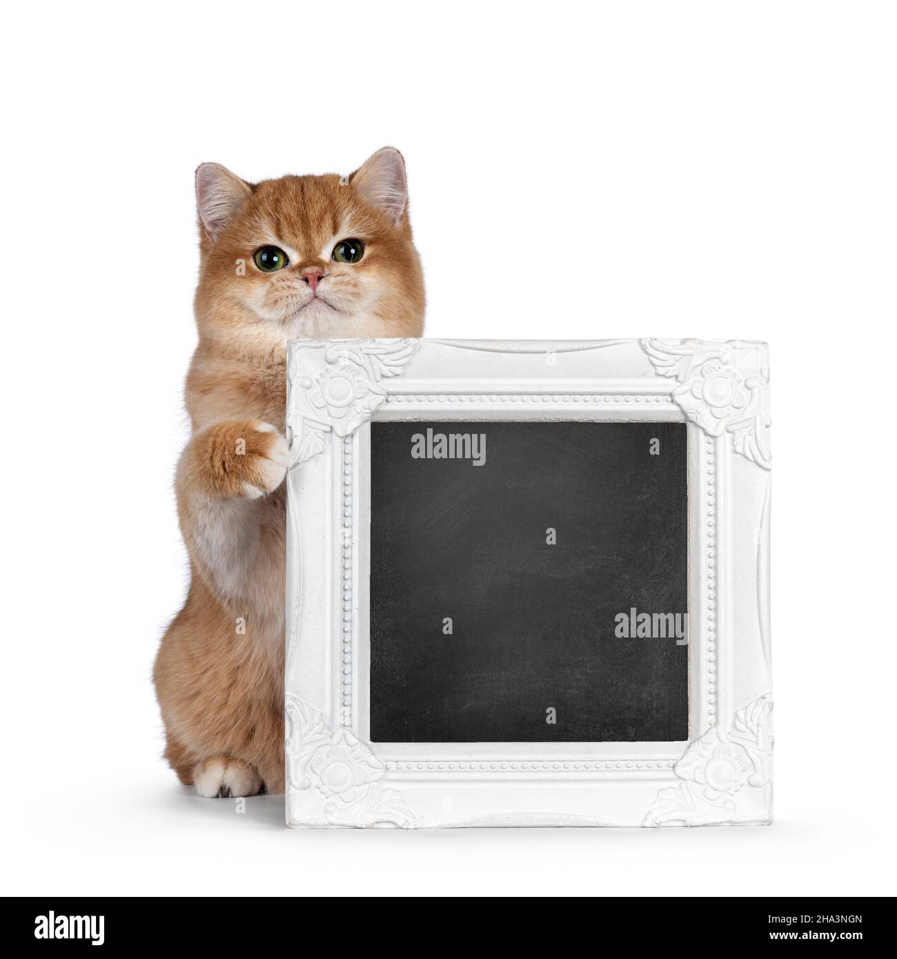 Round cheeks Cut Out Stock Images & Pictures - Alamy