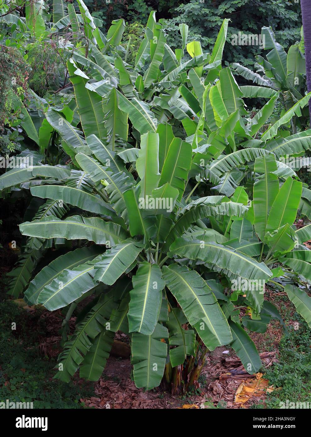 Aerial view banana trees plantation hi-res stock photography and images ...