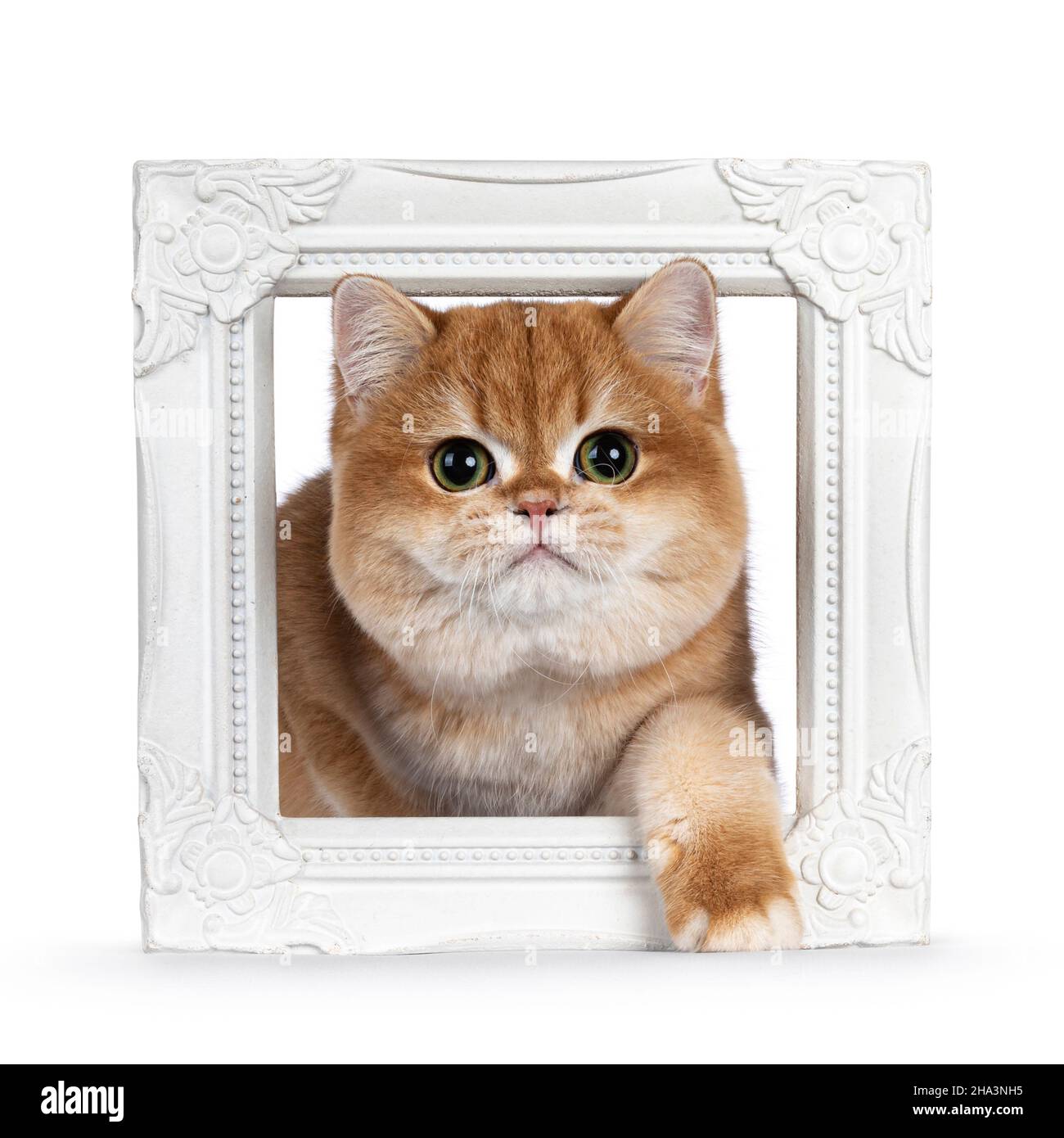 Cute golden shaded British Shorthair cat kitten, sitting through white ...