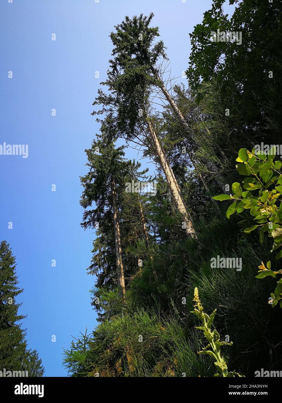 Vertical shot dense pine hi-res stock photography and images - Alamy