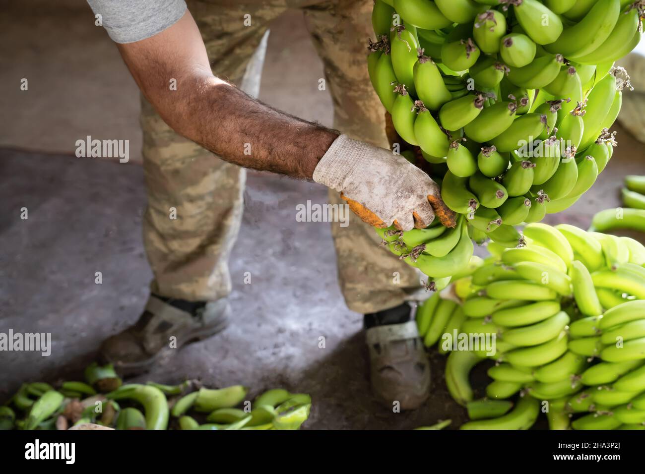 Picking bananas. Man in work gloves sorts of green bananas. Preparation ...