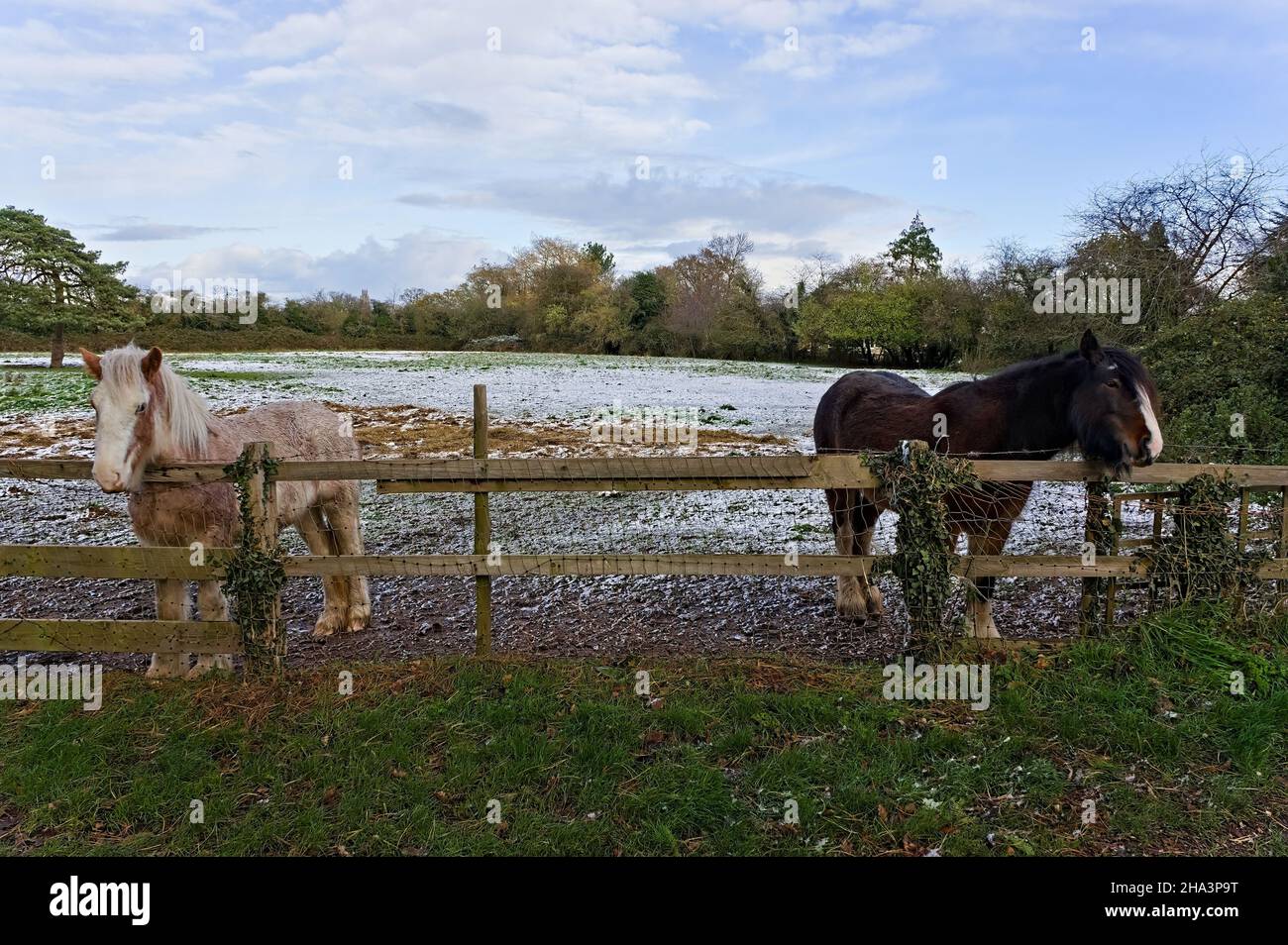 Countryside landscape with ponies hi-res stock photography and images ...