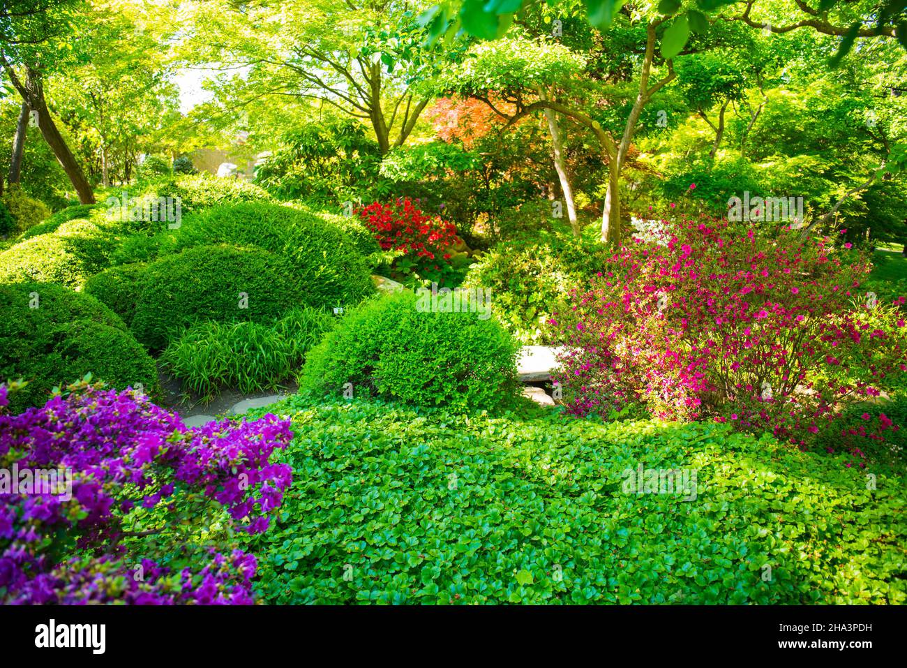 Blooming rhododendrons in Japanese garden Stock Photo - Alamy