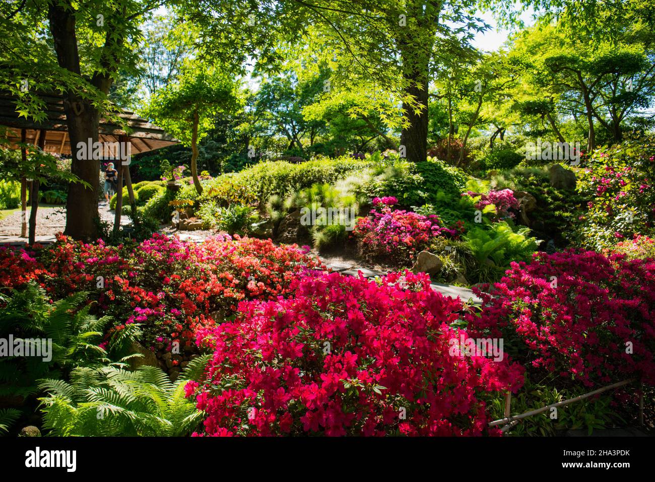 Blooming rhododendrons in Japanese garden Stock Photo - Alamy