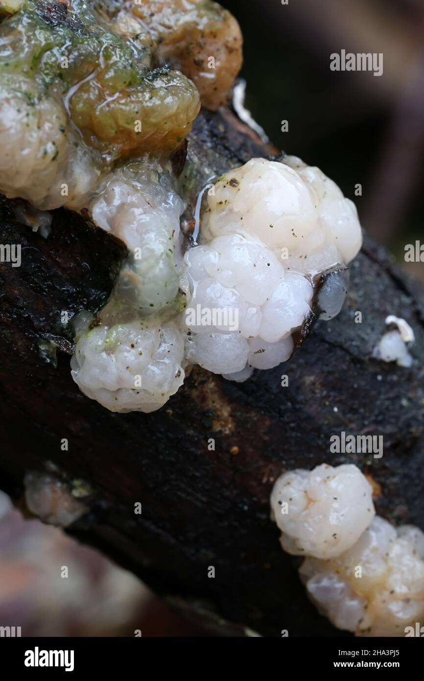 Tremella encephala, commonly known as Conifer brain, wild jelly fungus ...