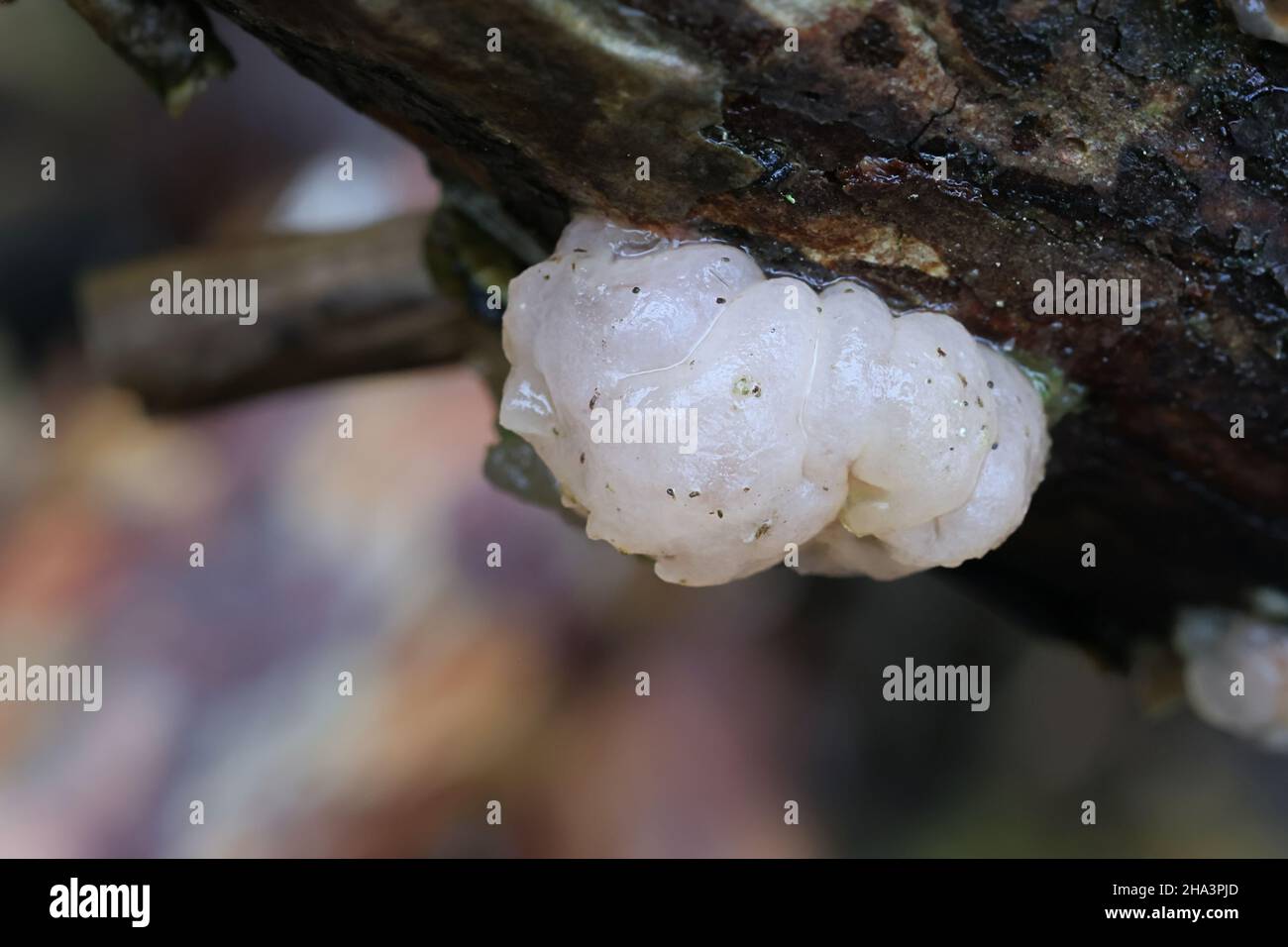 Tremella encephala, commonly known as Conifer brain, wild jelly fungus ...