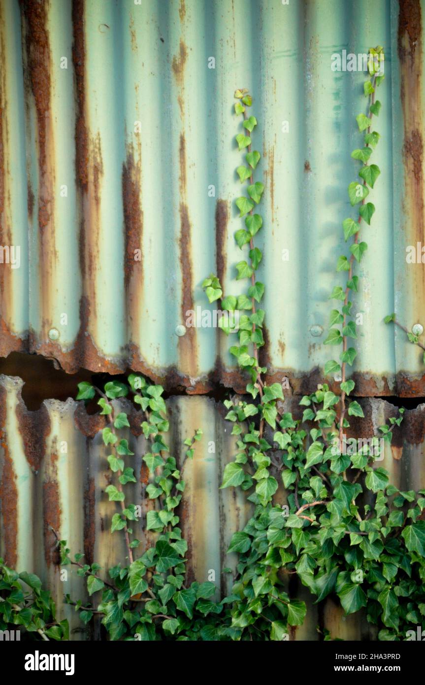 Rusty sheets of corrugated iron Stock Photo - Alamy