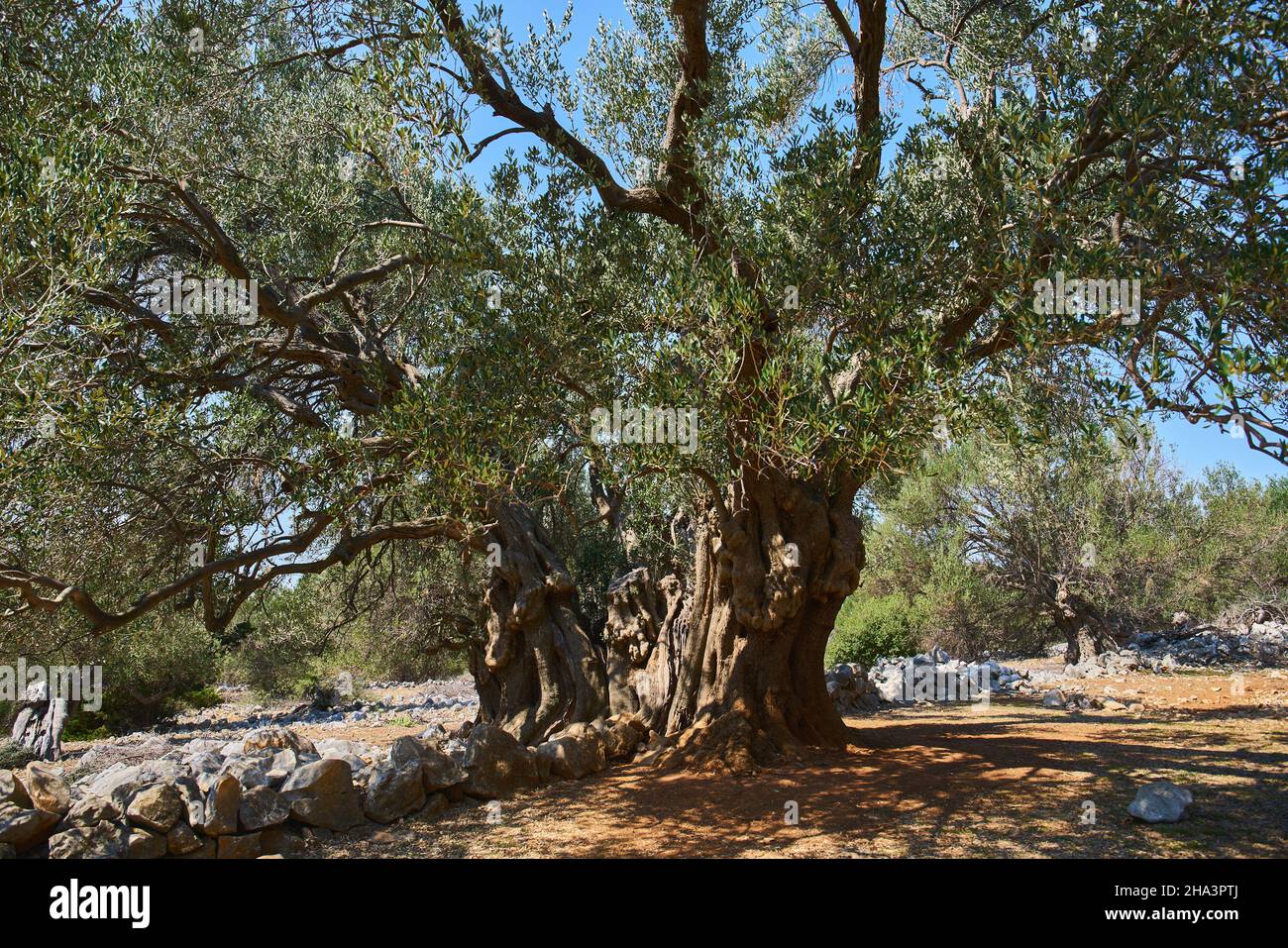 Ancient olive trees in the Olive Gardens of Lun Stock Photo - Alamy
