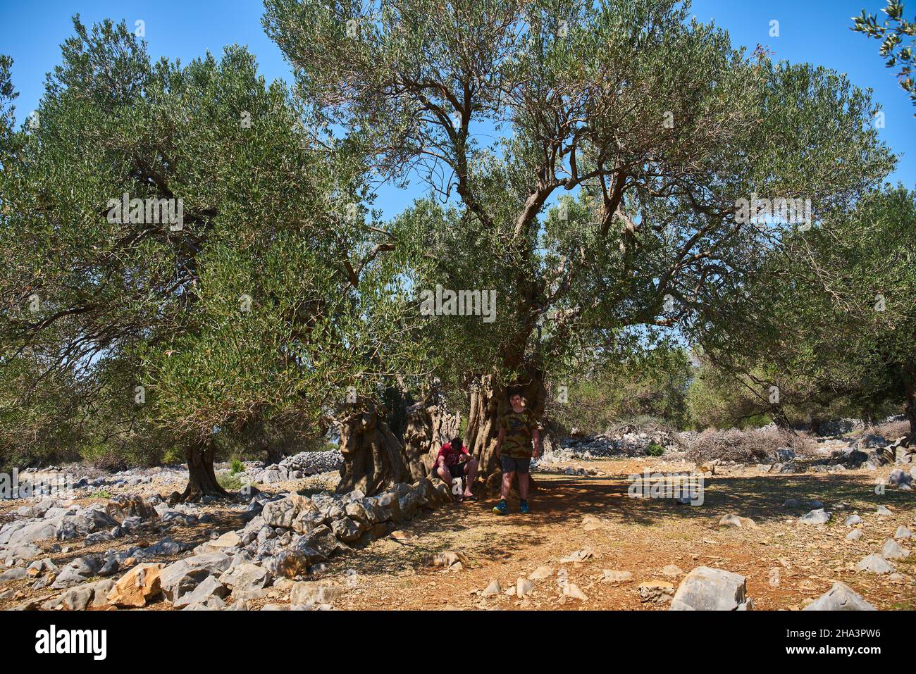 Ancient olive trees in the Olive Gardens of Lun Stock Photo - Alamy