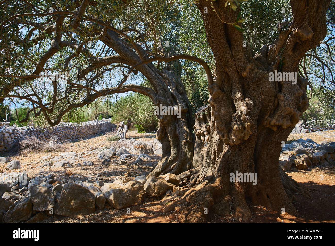 Ancient olive trees in the Olive Gardens of Lun Stock Photo - Alamy