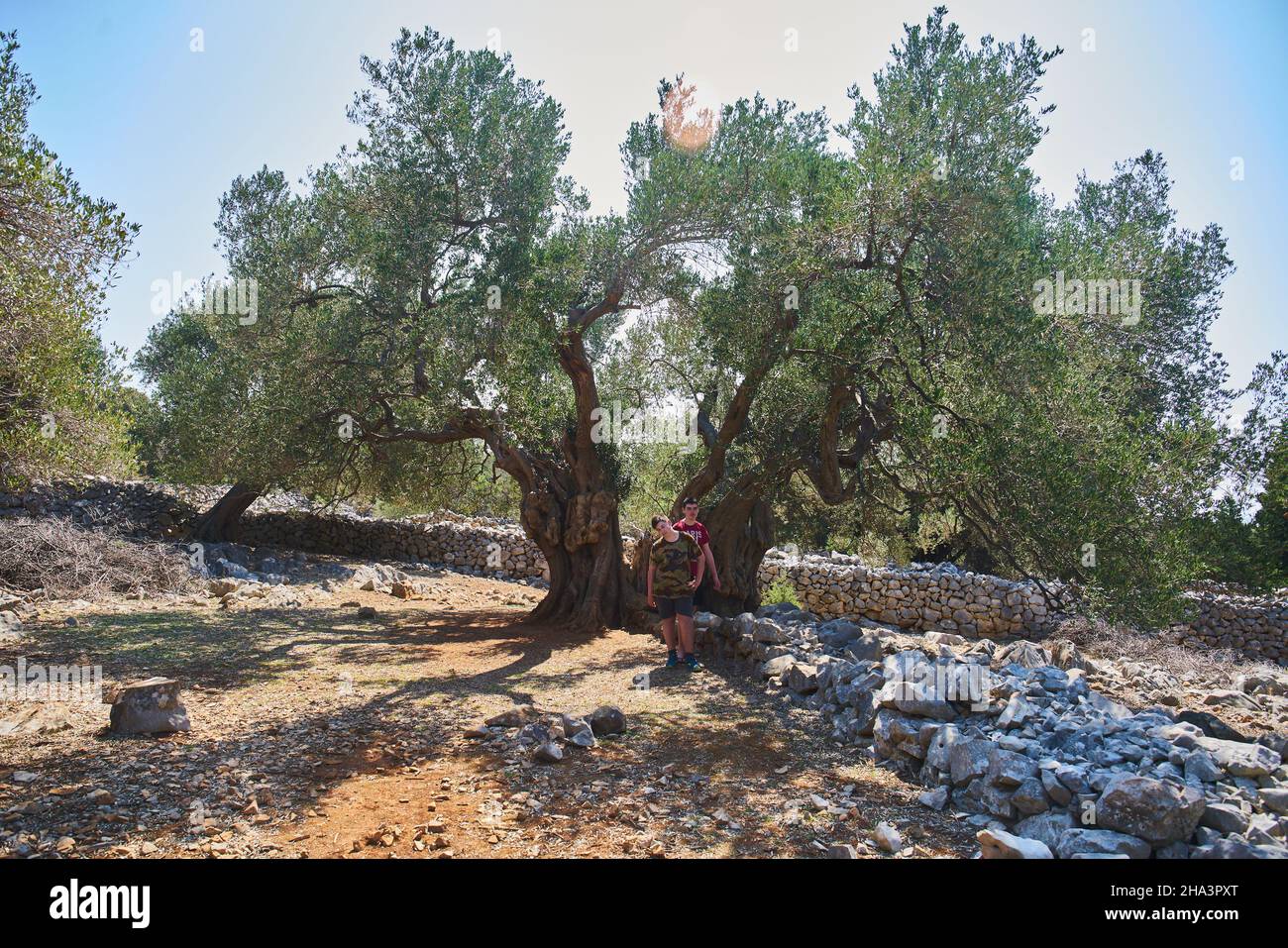 Ancient olive trees in the Olive Gardens of Lun Stock Photo - Alamy