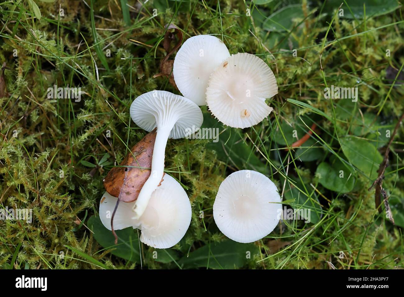 Cuphophyllus virgineus, known as the snowy waxcap, wild mushroom from ...