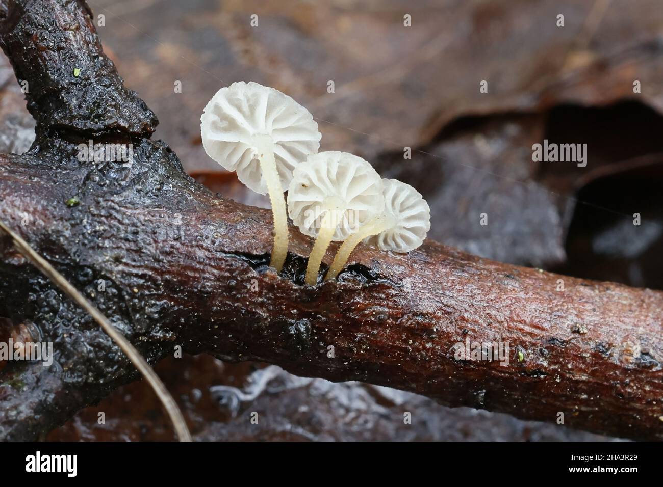Mycena speirea, also called Phloeomana speirea, commonly known as bark ...