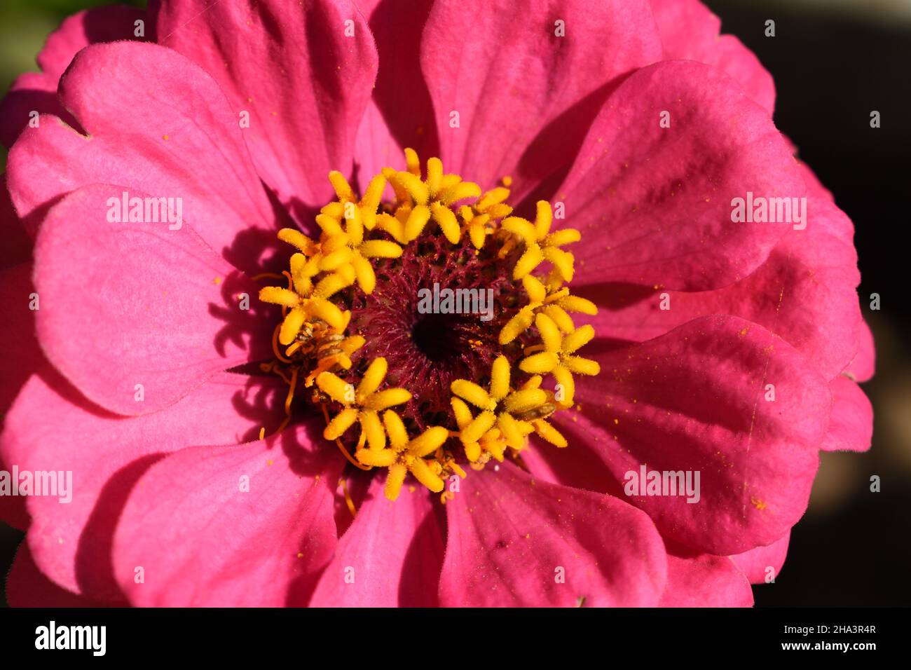 Close up of a pink Zenia flower Stock Photo - Alamy
