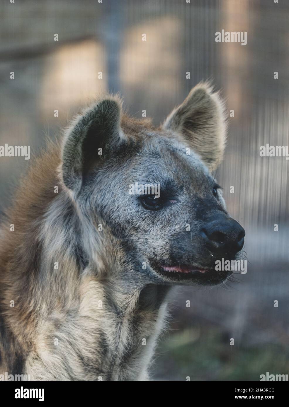 Hyena looking at the camera Stock Photo - Alamy