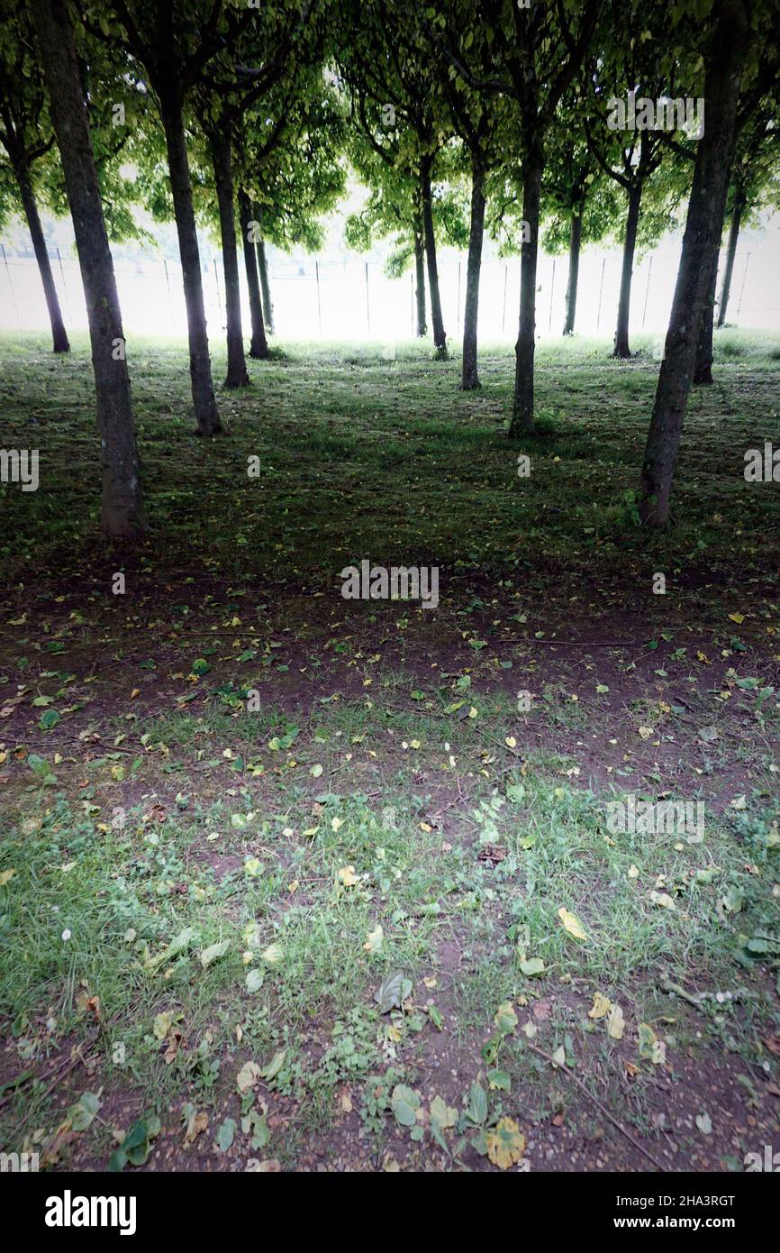 copse of backlit tress Stock Photo - Alamy