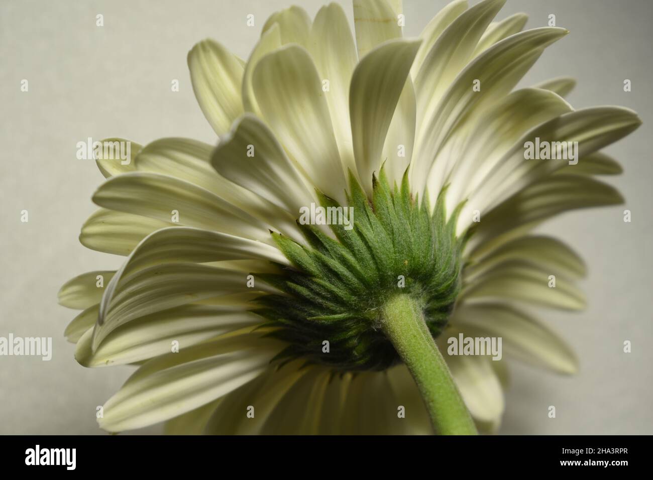 Underside of a Gerbera flower Stock Photo - Alamy