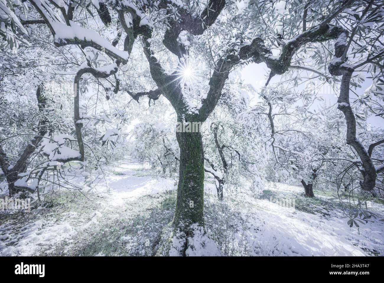 Snow in Tuscany, olive trees in the grove and and the sun in the ...
