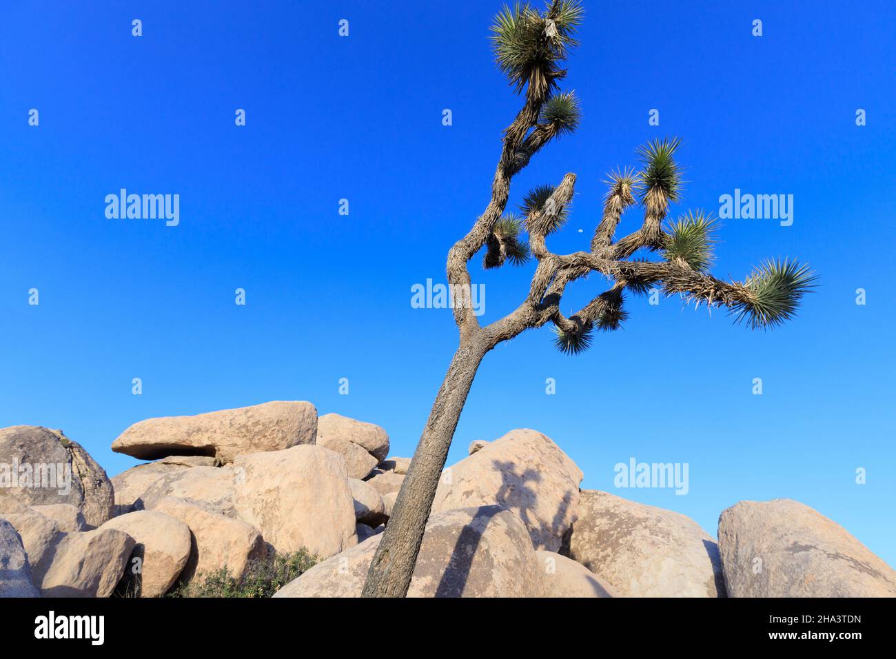 Trees of joshua tree hi-res stock photography and images - Alamy