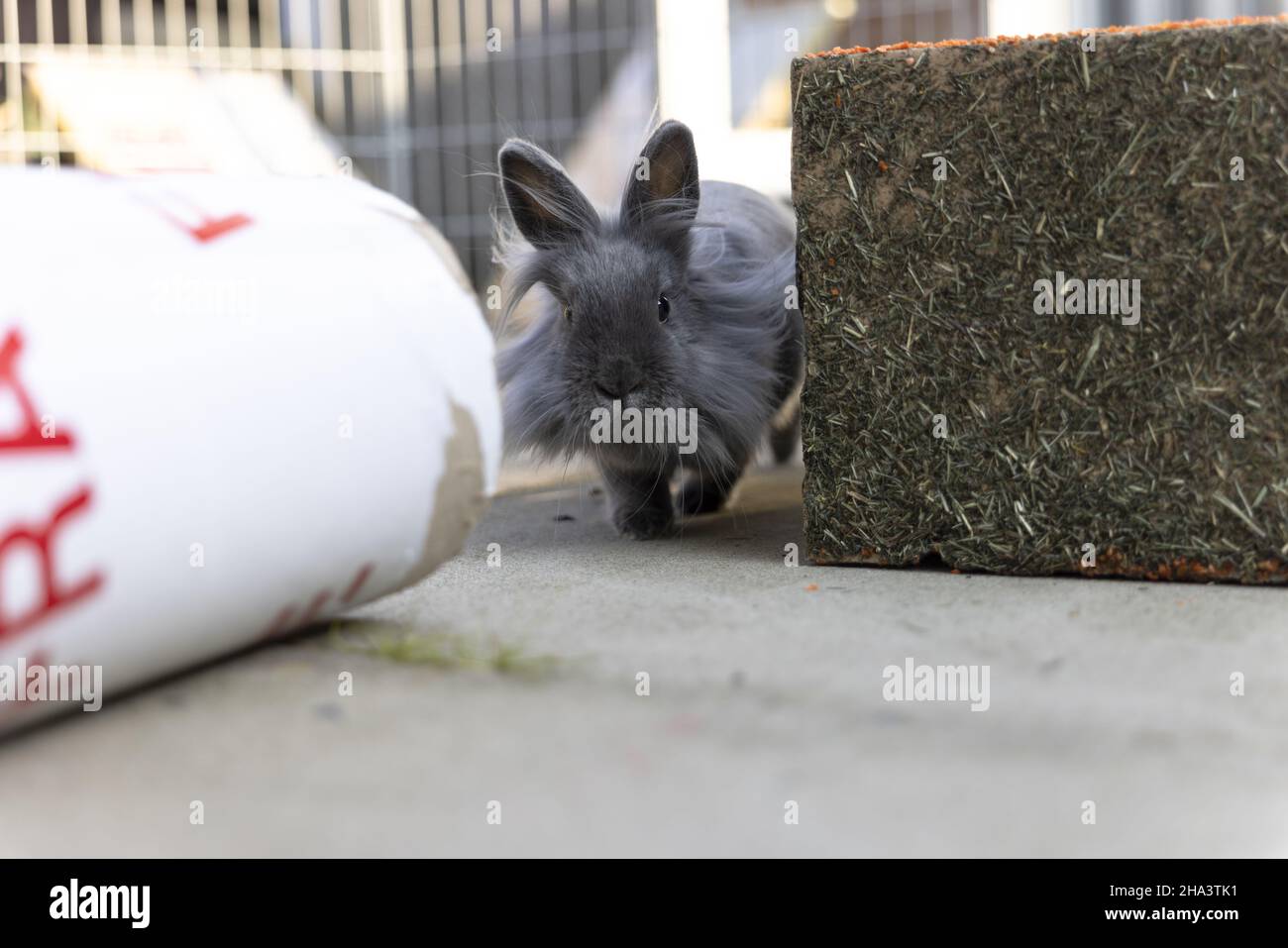 Beautiful shot of a grey, fluffy, long-haired rabbit running Stock ...