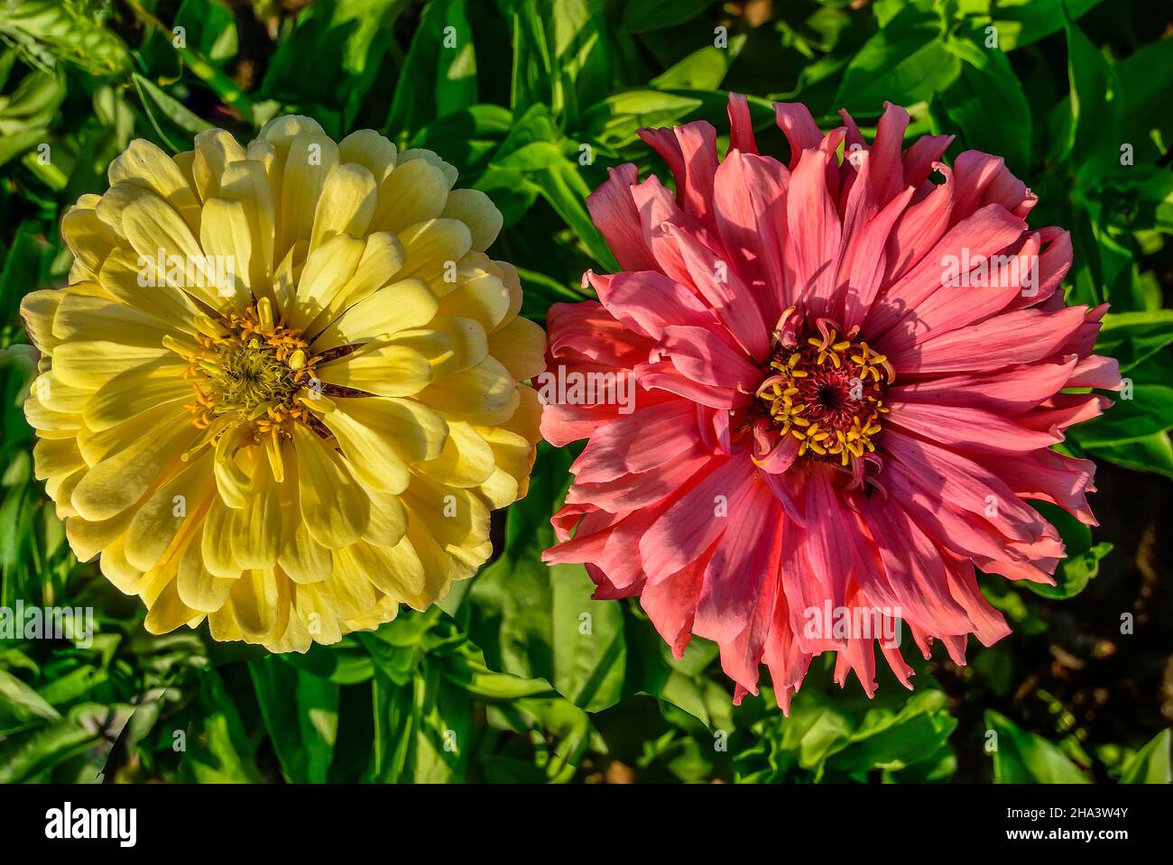 Acicular leaf hi-res stock photography and images - Alamy