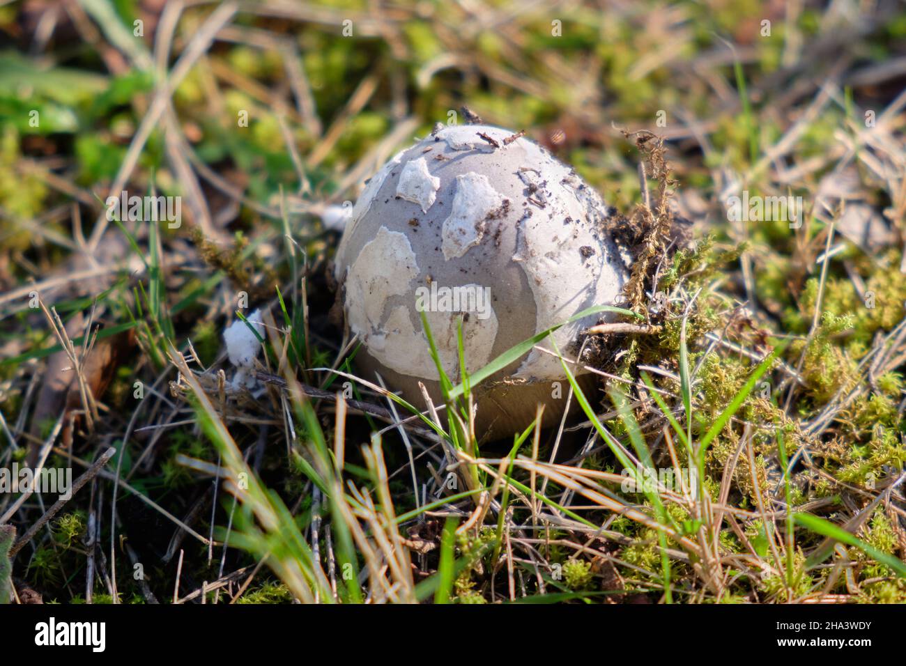 Egg-shaped Amanita mushroom in the middle of the forest Stock Photo - Alamy