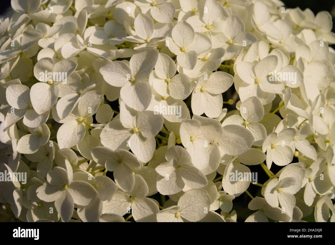 Close-up shot of beautiful white Hydrangea flowers in the garden under ...