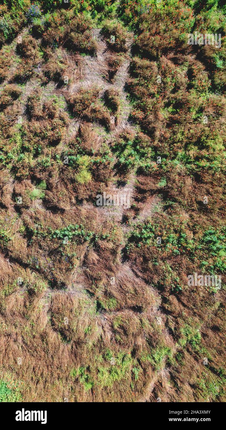 Aerial photography abstraction with erosion of the earth overgrown with ...