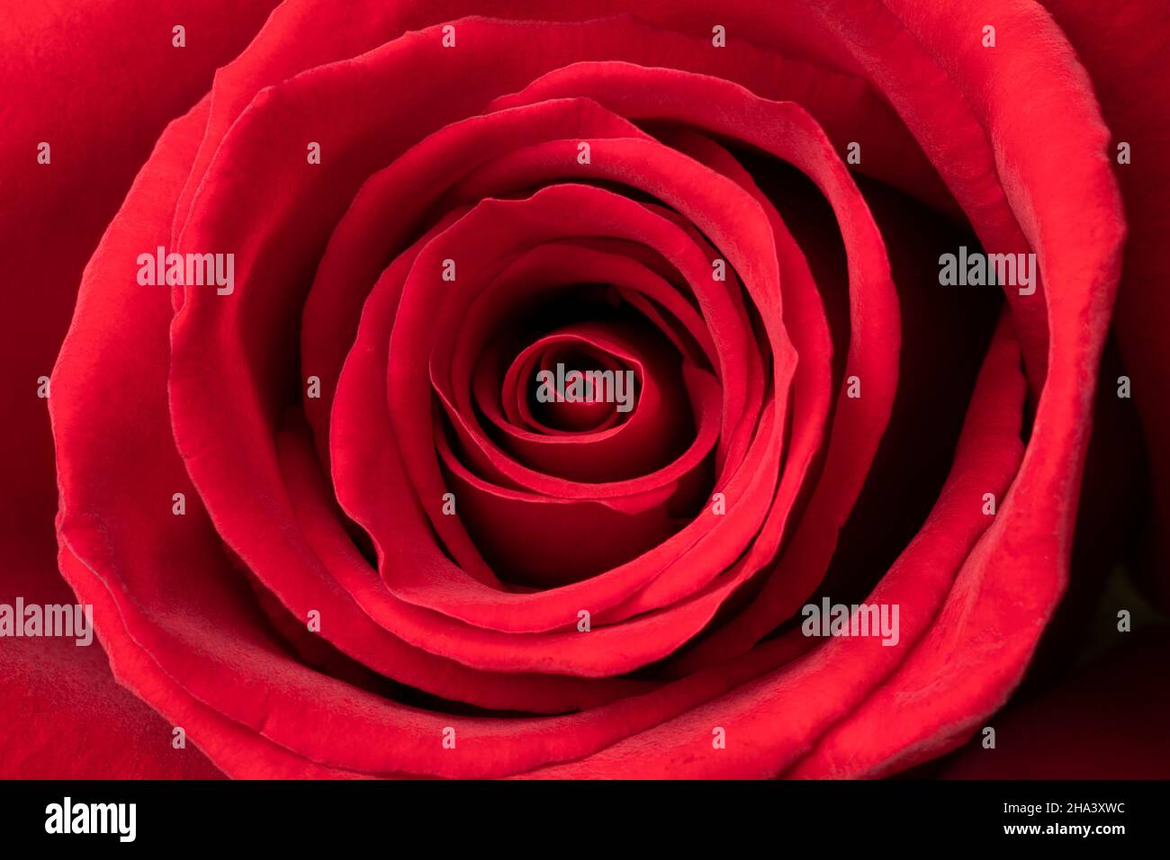 Single red rose flower hi-res stock photography and images - Alamy