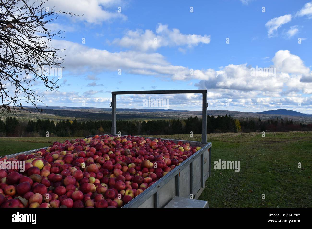 Apple harvest in the fall Stock Photo - Alamy