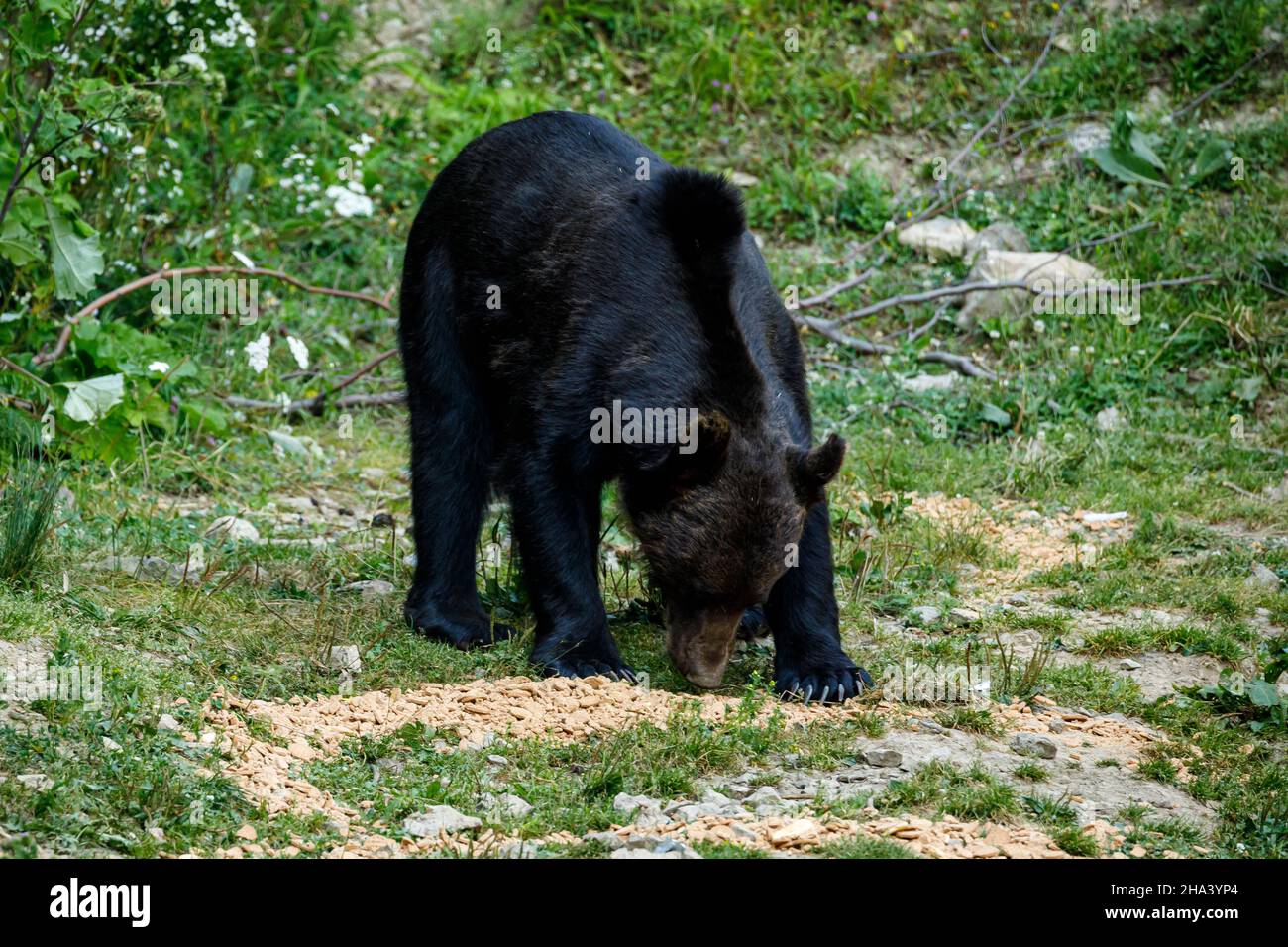 Romania fauna hi-res stock photography and images - Alamy