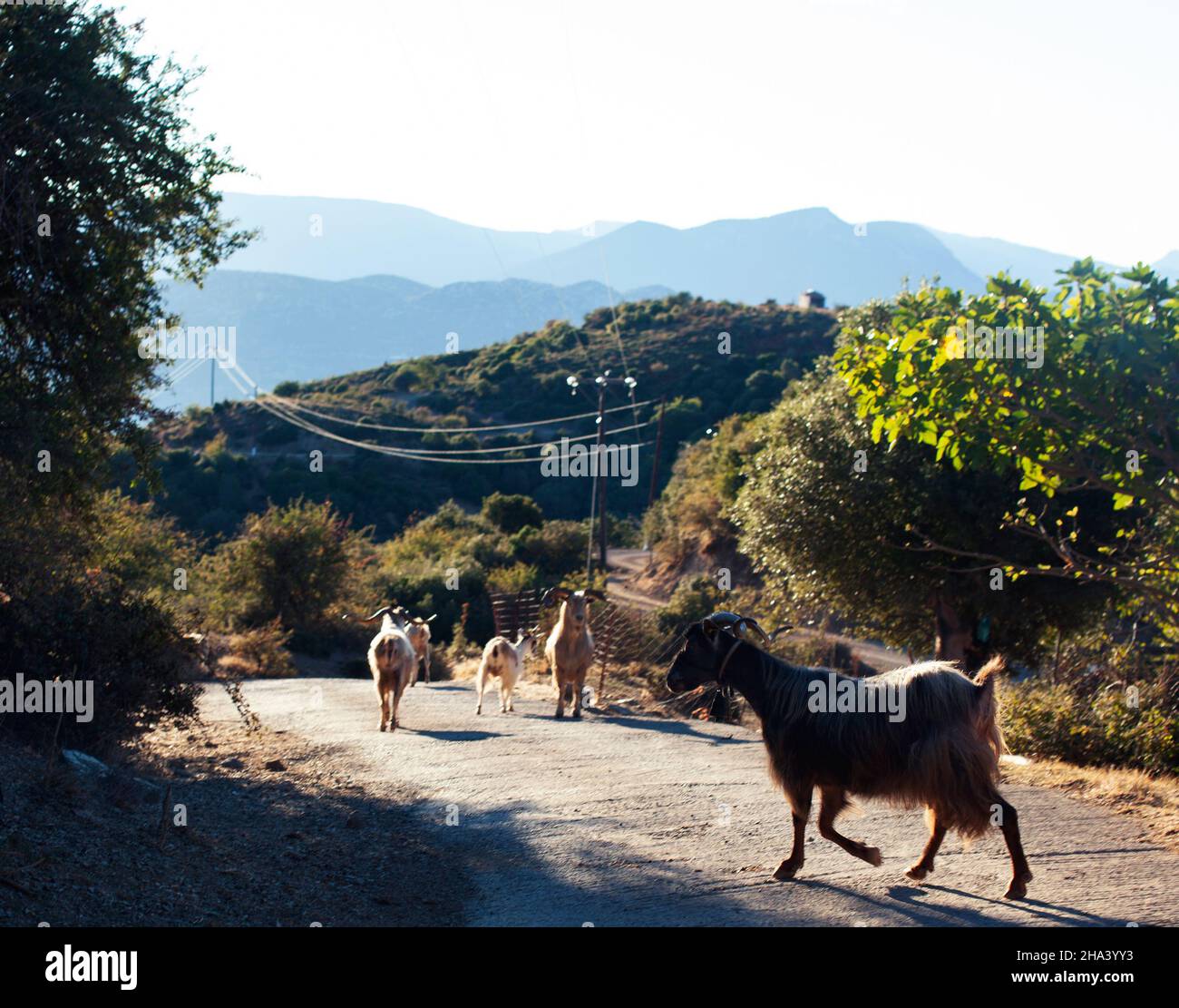 goats walking on road in mountains, village landscape Stock Photo - Alamy