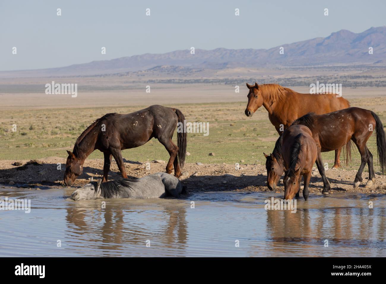 Wild Horses Reflected in a Utah Desert Waterhole Stock Photo - Alamy