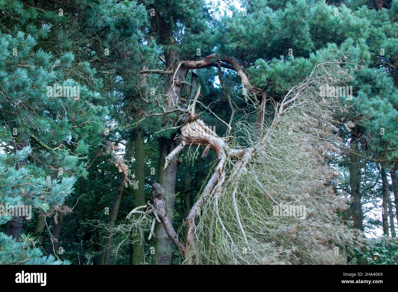 Twisted pine tree hi-res stock photography and images - Alamy