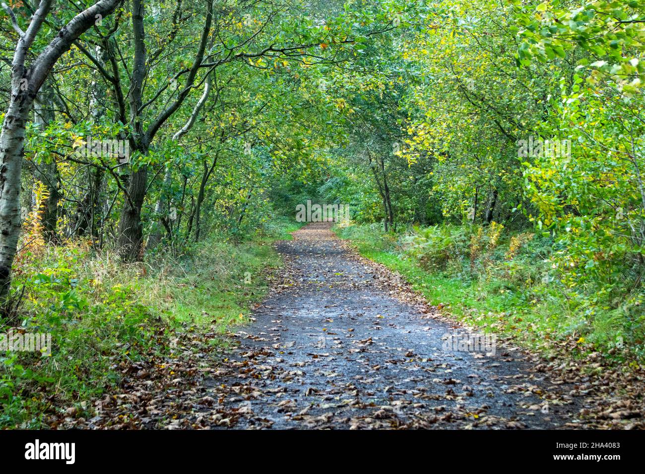 Lanchester Valley railway path in autumn Stock Photo - Alamy